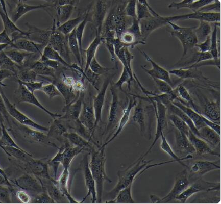 MC3T3-E1小鼠胚胎成骨细胞（种属鉴定正确）_小鼠源细胞系_细胞株_产品中心_南京翼飞雪生物科技有限公司