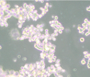 DU4475人乳腺上皮细胞（STR鉴定正确）_人源细胞系_细胞株_产品中心_南京翼飞雪生物科技有限公司