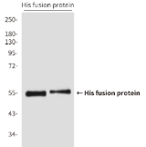 Anti-His Tag Mouse Monoclonal Antibody_标签抗体_抗体_产品中心_南京翼飞雪生物科技有限公司