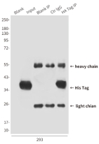 Anti-His Tag Mouse Monoclonal Antibody_标签抗体_抗体_产品中心_南京翼飞雪生物科技有限公司